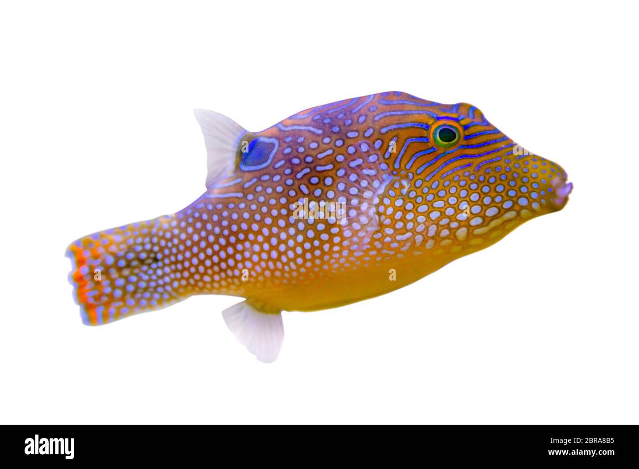 colorful dotted pufferfish in white back Stock Photo - Alamy