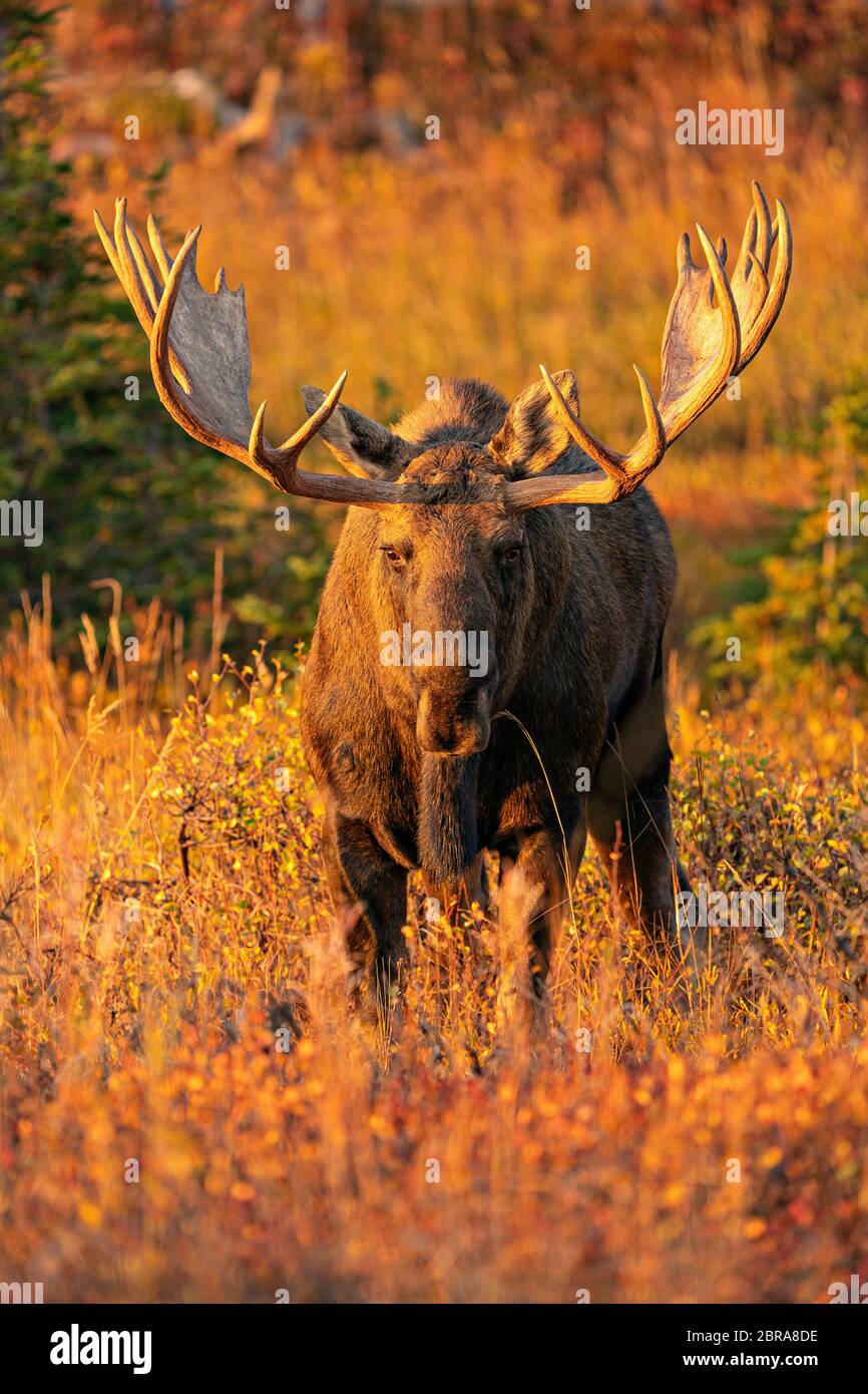 Bull moose sunset hi-res stock photography and images - Alamy