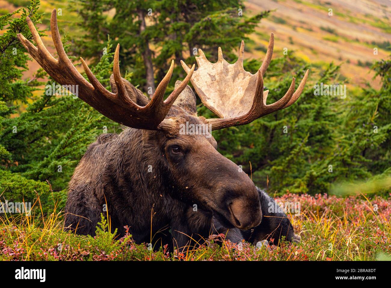Bull Moose laying Stock Photo - Alamy