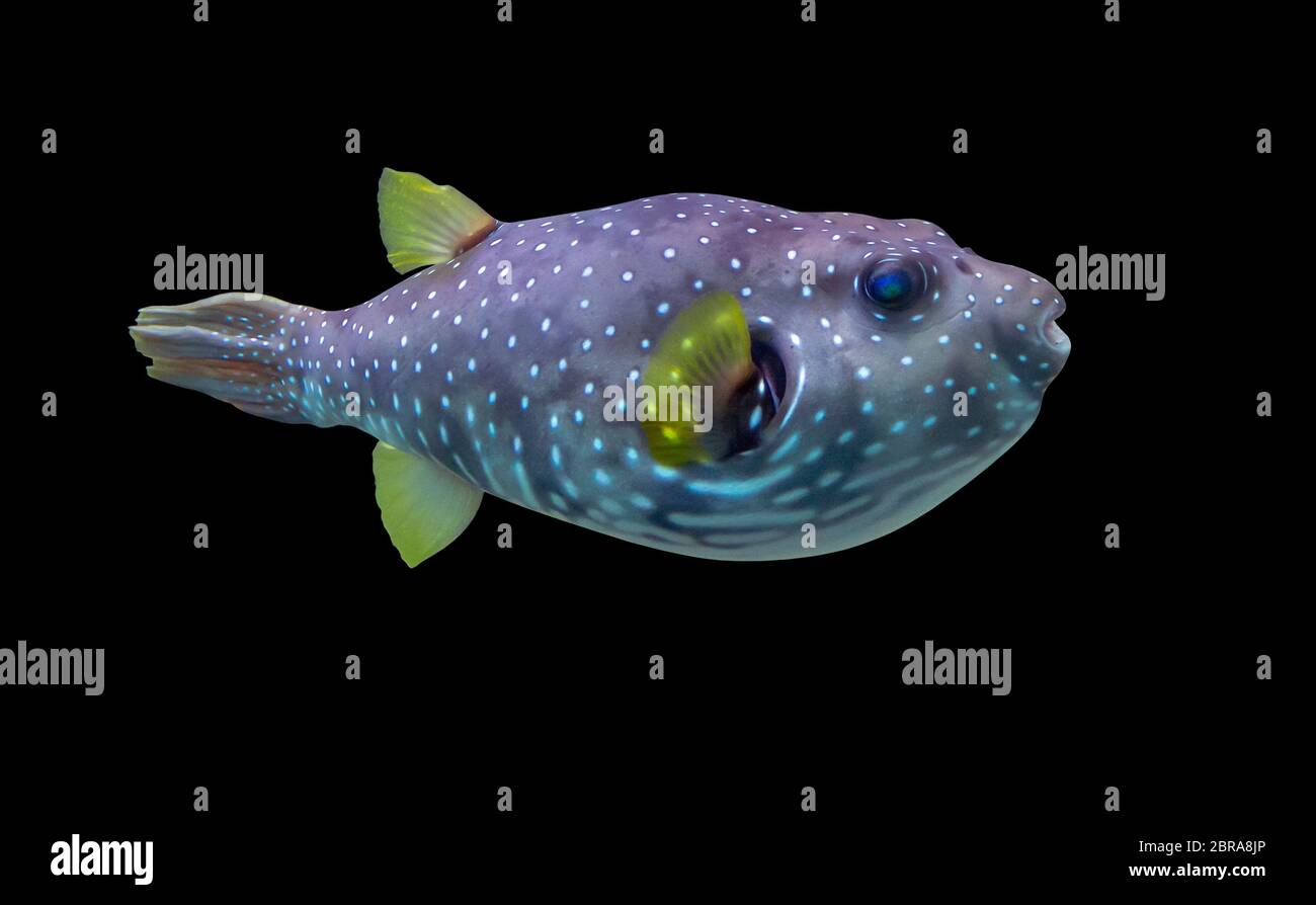 colorful dotted pufferfish in black back Stock Photo - Alamy
