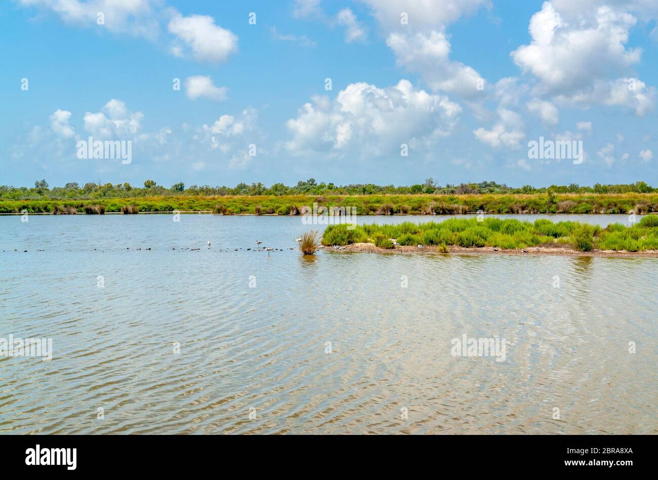 riparian scenery around the Regional Nature Park of the Camargue in ...