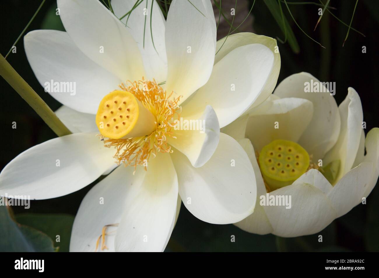 Amerikanische Lotosblume (Nelumbo lutea) im Botanischen Garten Stock ...