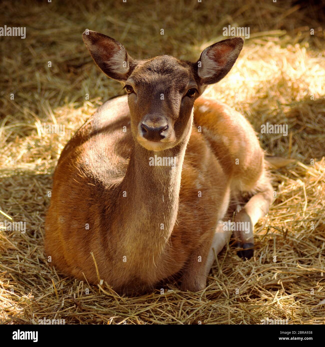 The young roe deer is lying down on hay Stock Photo - Alamy