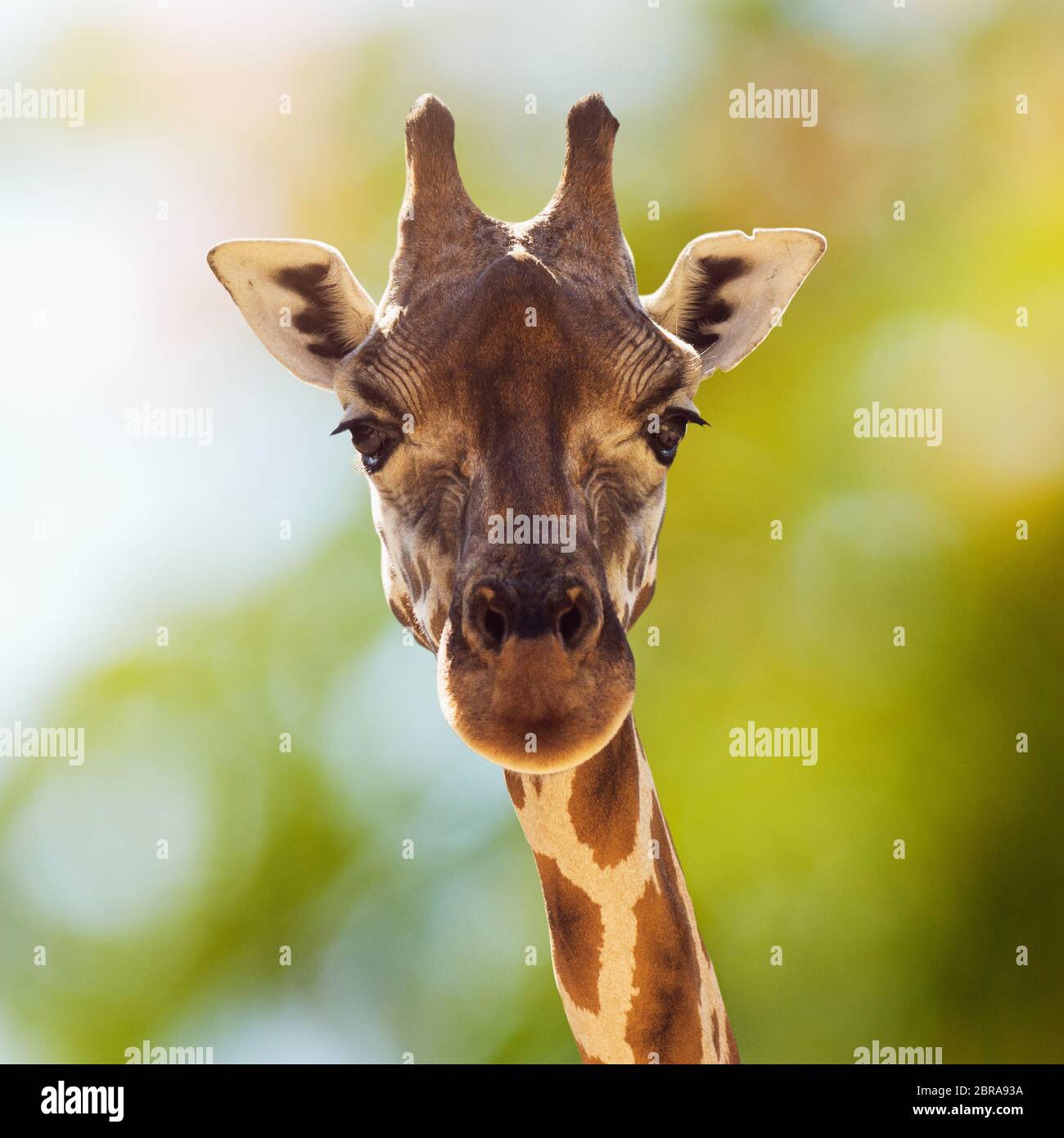 Front view animal portrait of giraffe in nature Stock Photo - Alamy