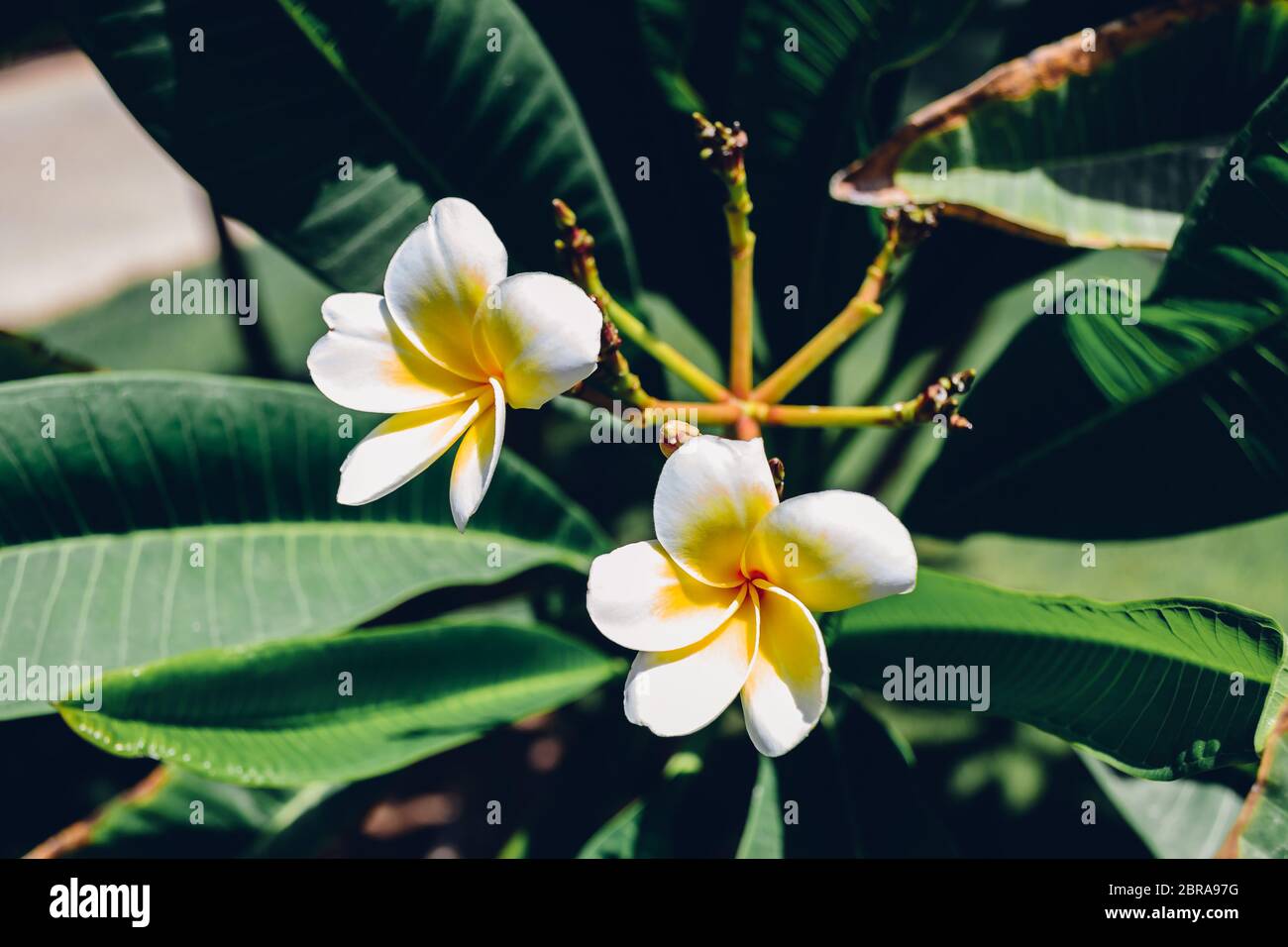 Botanical garden fiji hi-res stock photography and images - Alamy