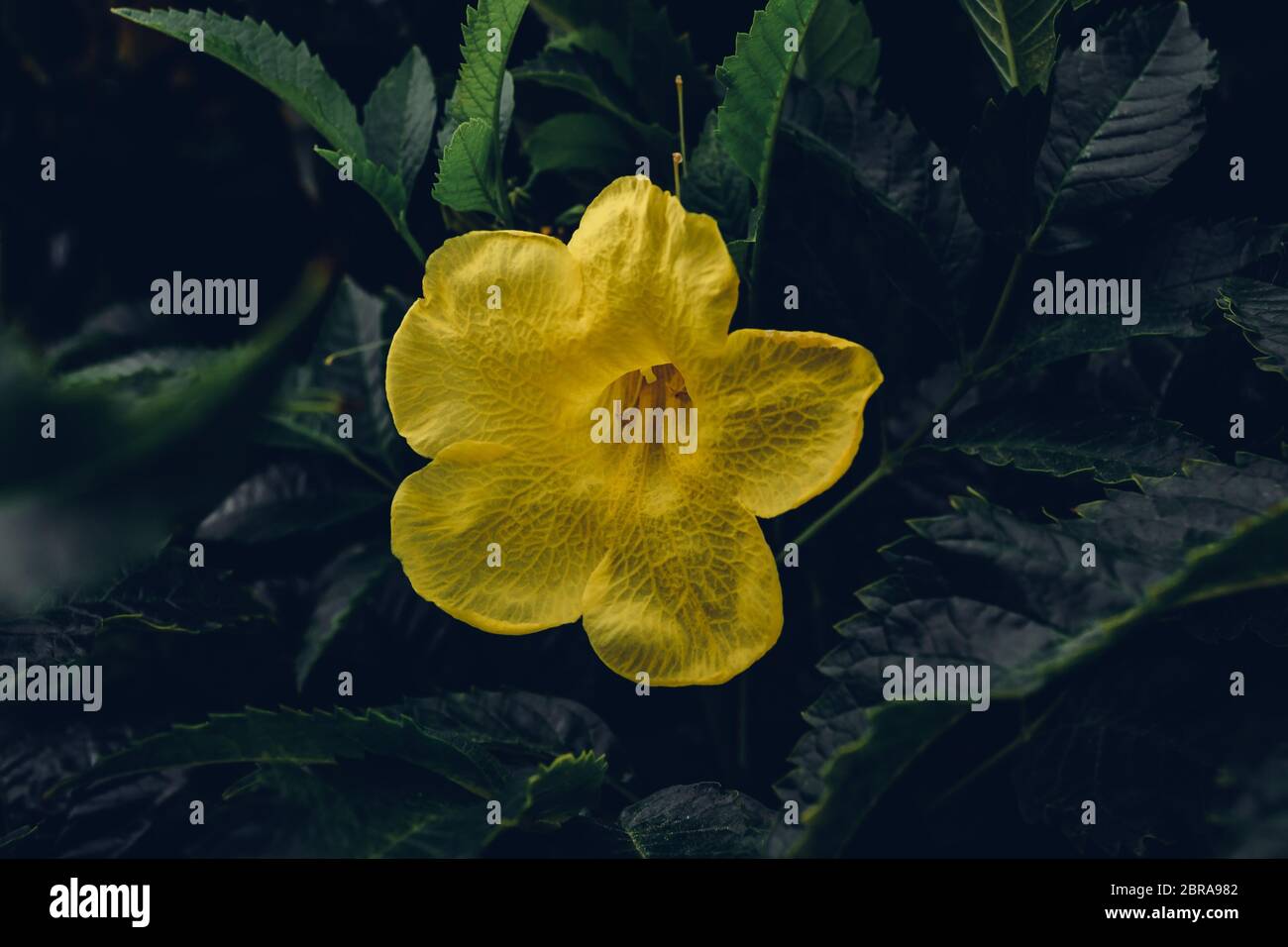 Ginger thomas flower hi-res stock photography and images - Alamy