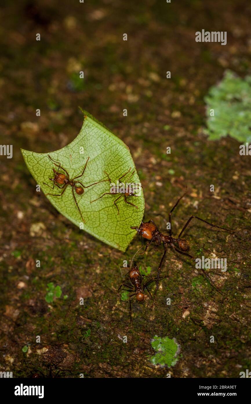 Ant in the rain hi-res stock photography and images - Alamy
