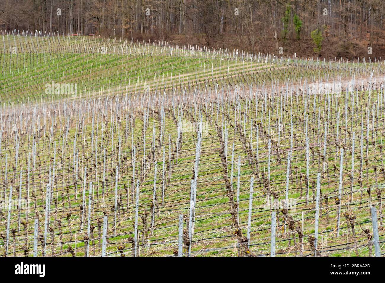 viticulture scenery showing a vineyard plantation at early spring time ...