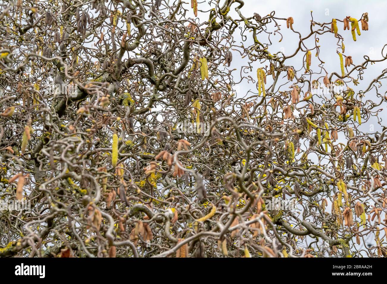 Twisted Hazel High Resolution Stock Photography and Images - Alamy