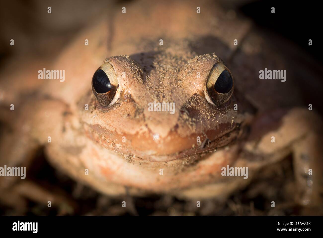 Close-up animal portrait of big beige frog Stock Photo - Alamy