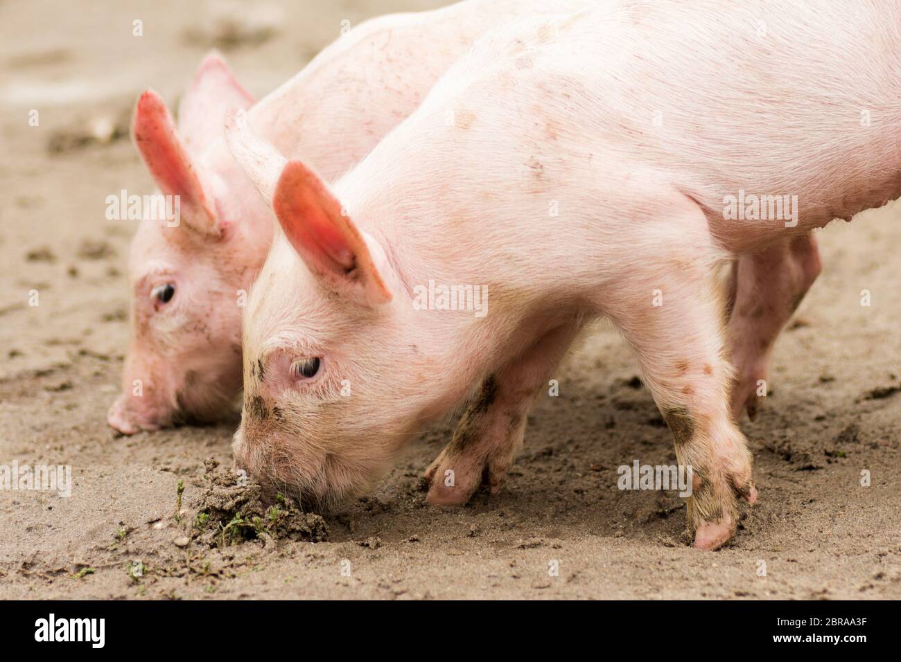 Two Little Pigs