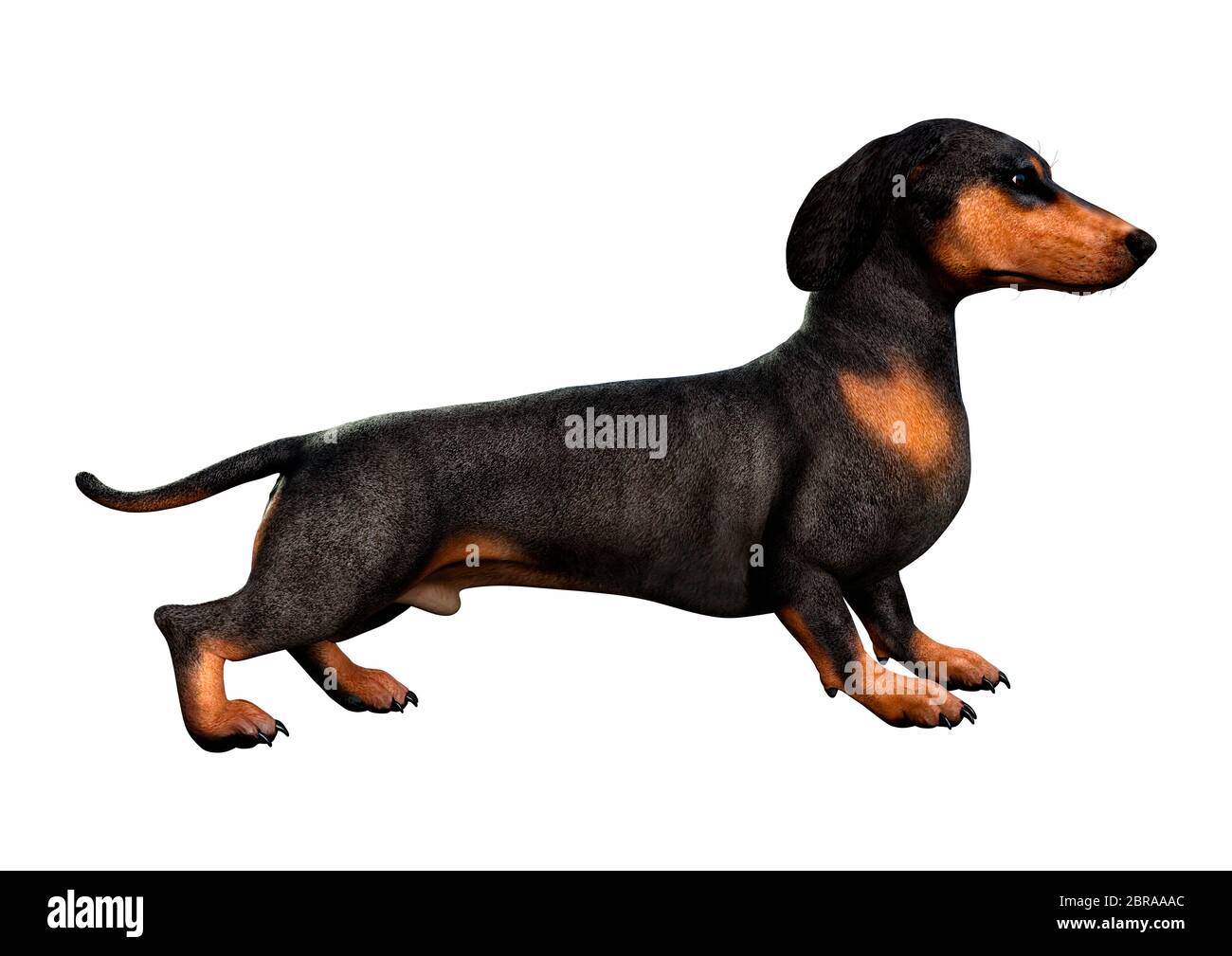 3D rendering of a dachshund or badger dog or sausage dog isolated on ...
