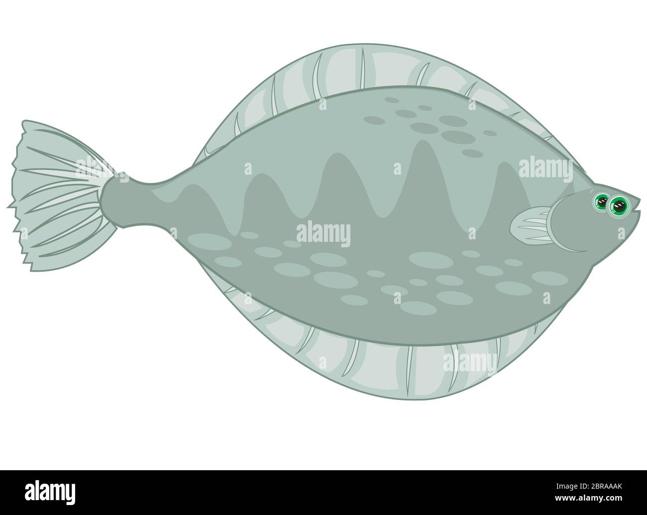 Vector illustration of the cartoon of sea fish plaice Stock Photo - Alamy