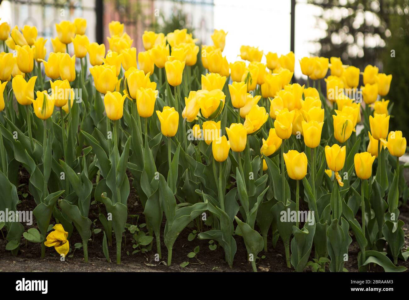Spring background with beautiful tulips Stock Photo - Alamy