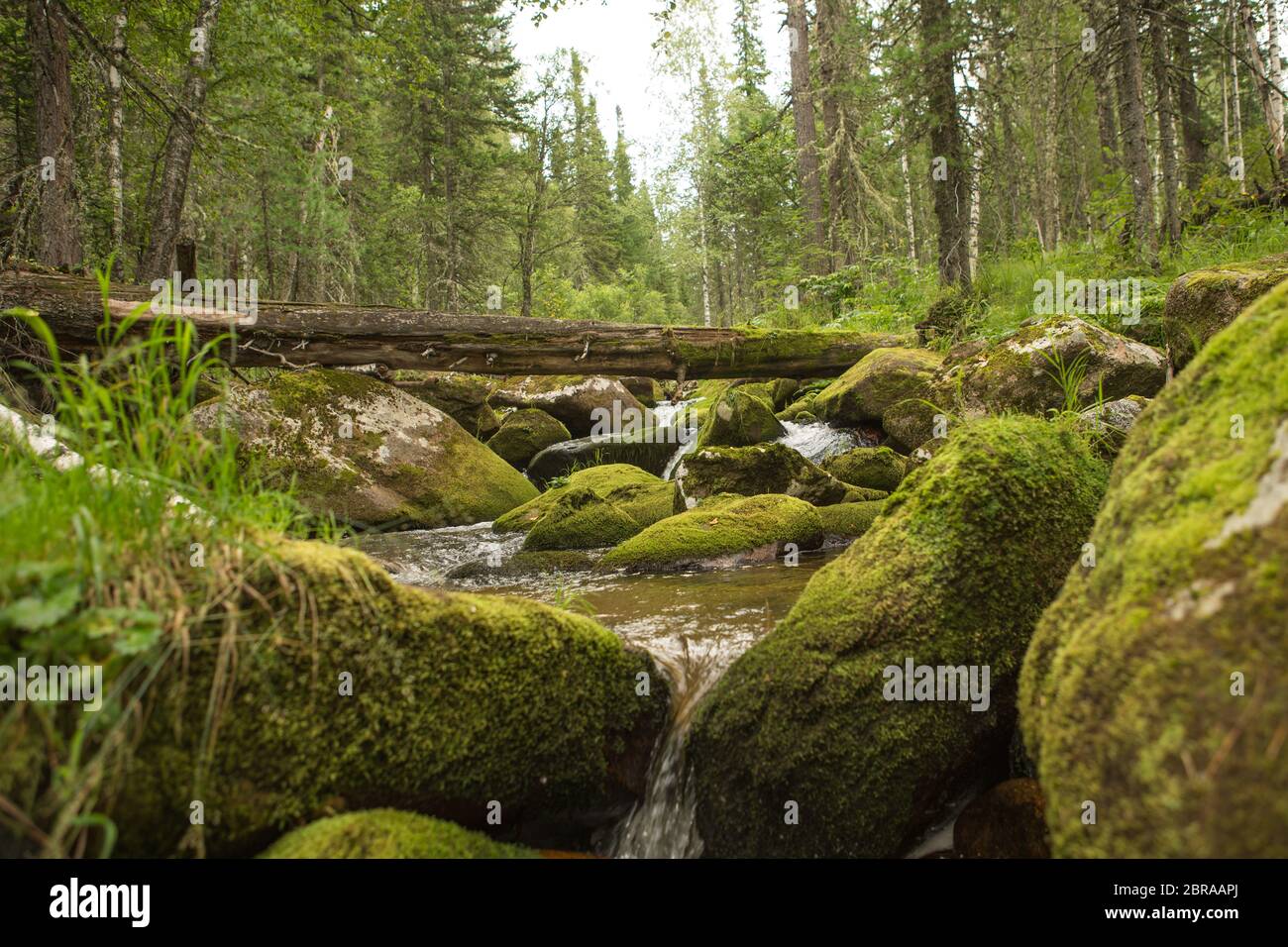 Overgrown gutters hi-res stock photography and images - Alamy