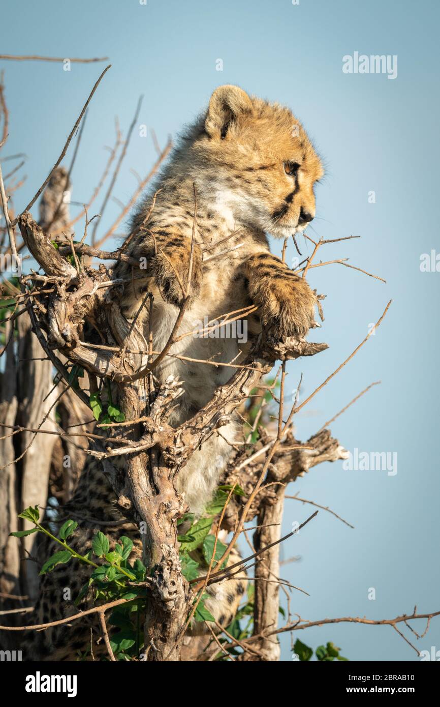 Cheetah cub lies in bush looking down Stock Photo - Alamy