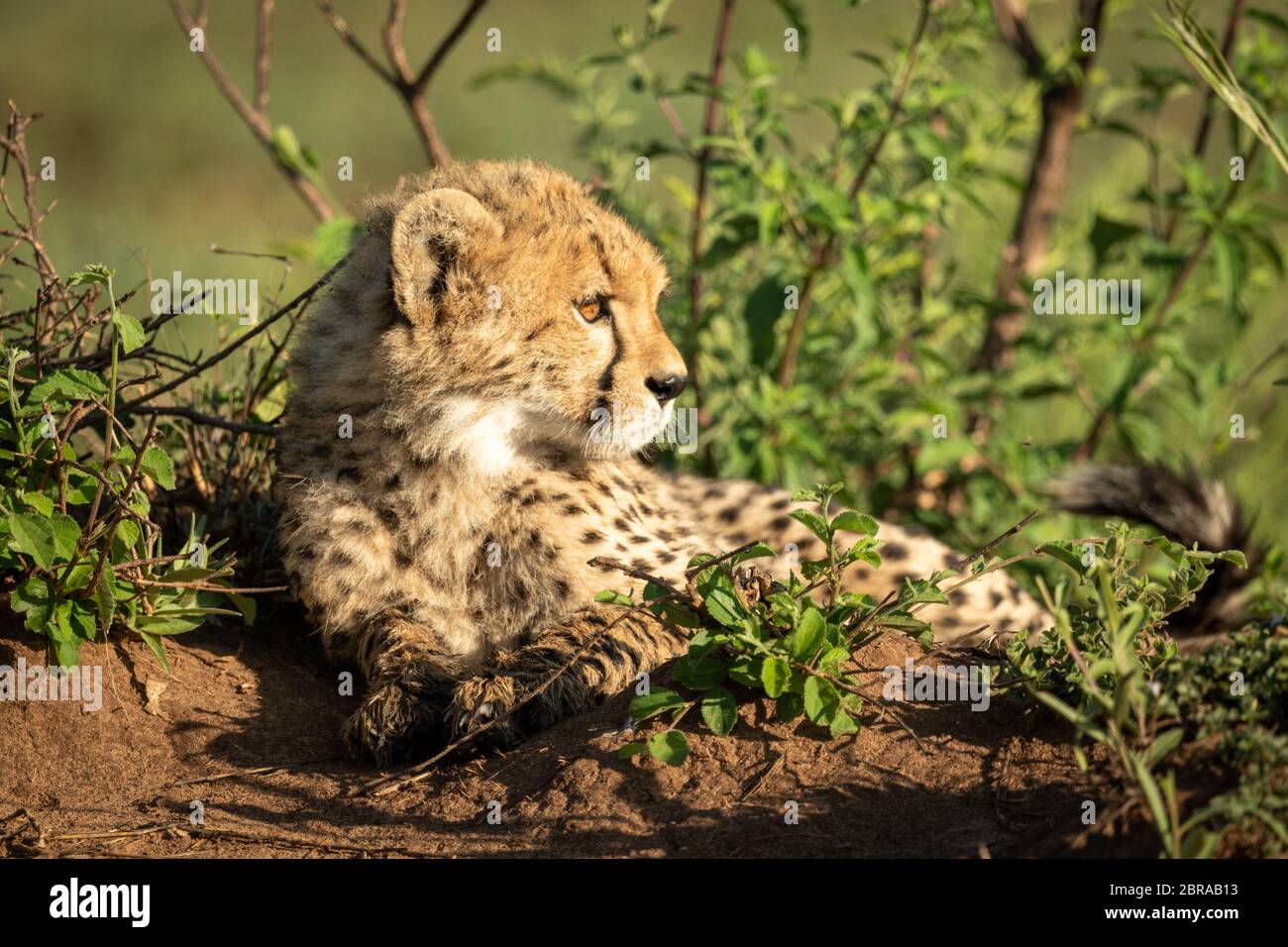 Cheetah cub lies in bushes looking right Stock Photo - Alamy