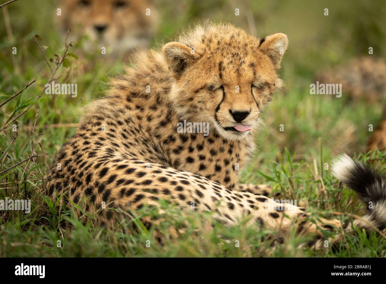 Cheetah cub lies in grass licking lips Stock Photo - Alamy
