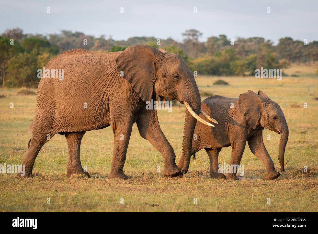 African bush elephant and calf cross grassland Stock Photo - Alamy
