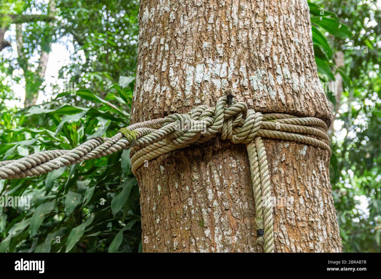 Picture of a tree with a rope wrapped around it - closeup Stock Photo ...
