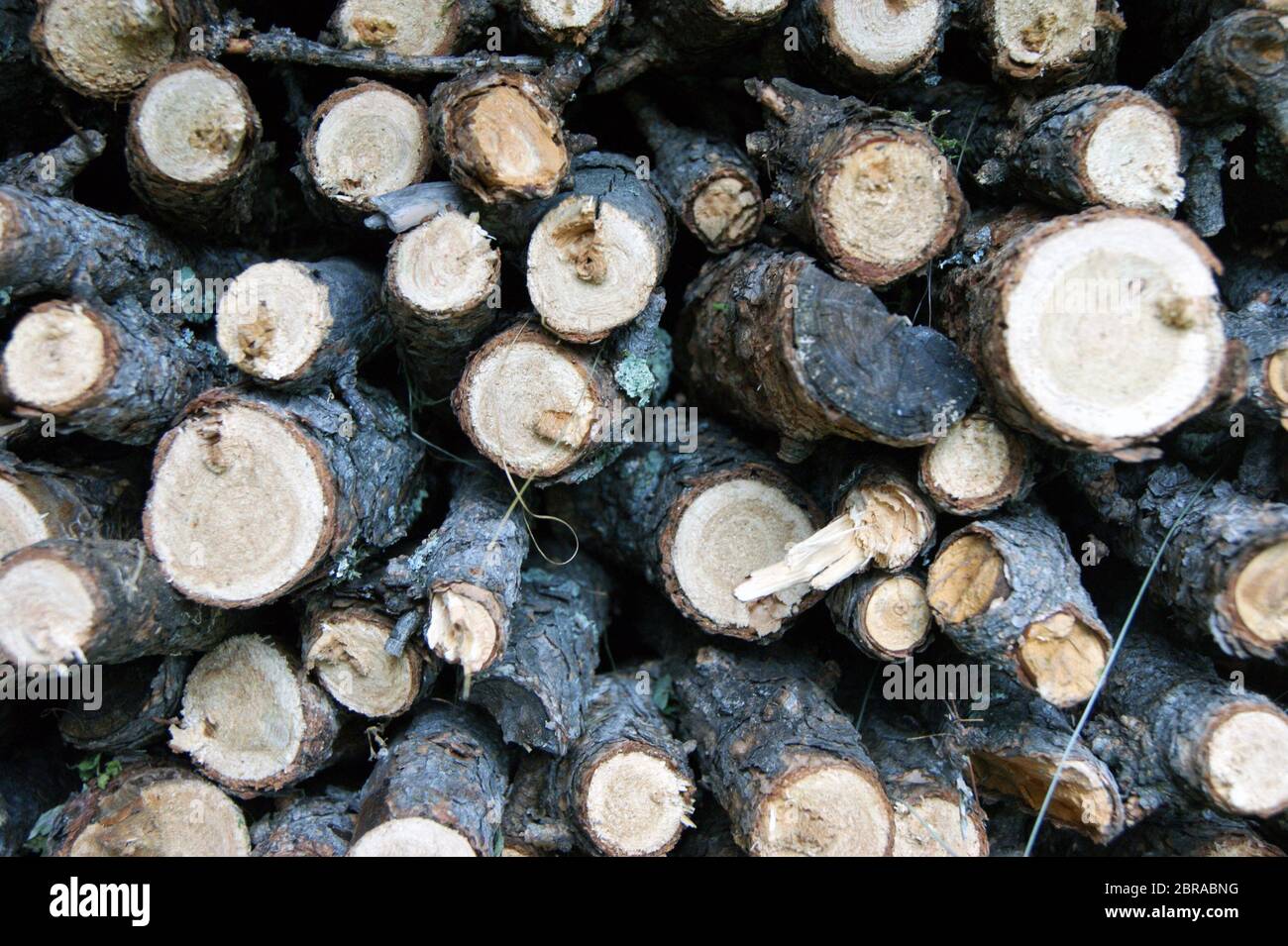 Built from tree branches hi-res stock photography and images - Alamy