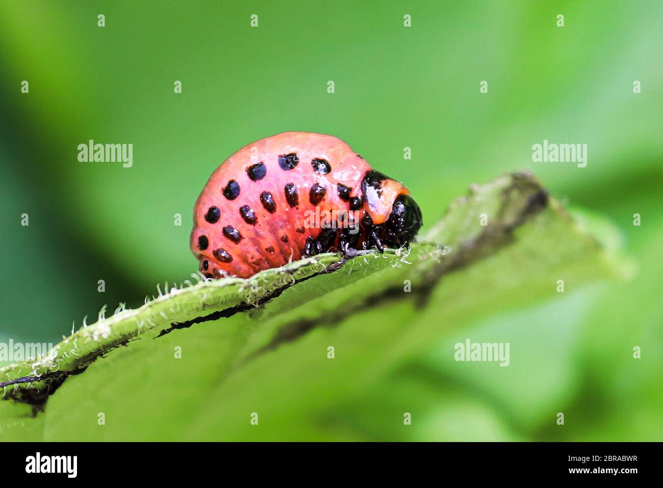 A macro side view of a ten-striped spearman larva Stock Photo - Alamy