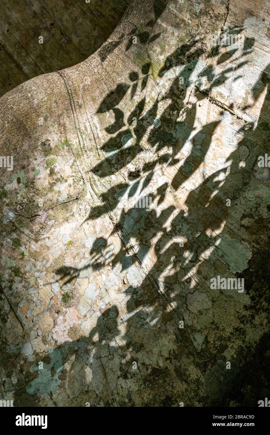 Picture of a tropical tree with shadow of a plant - closeup Stock Photo ...