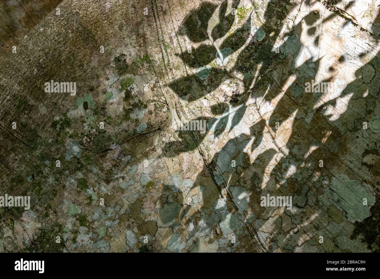 Picture of a tropical tree with shadow of a plant - closeup Stock Photo ...