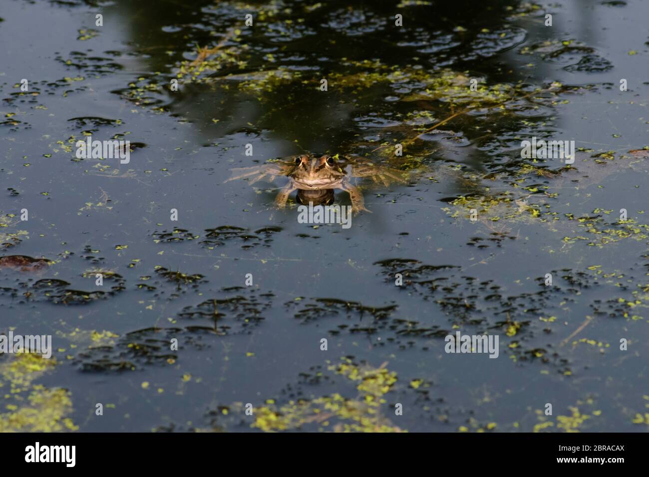 Common frog of Sardinia, present in the ponds in the summer. Its ...
