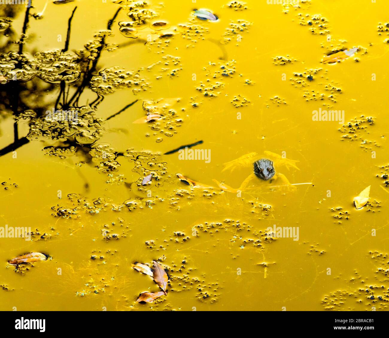 Common frog of Sardinia, present in the ponds in the summer. Its ...