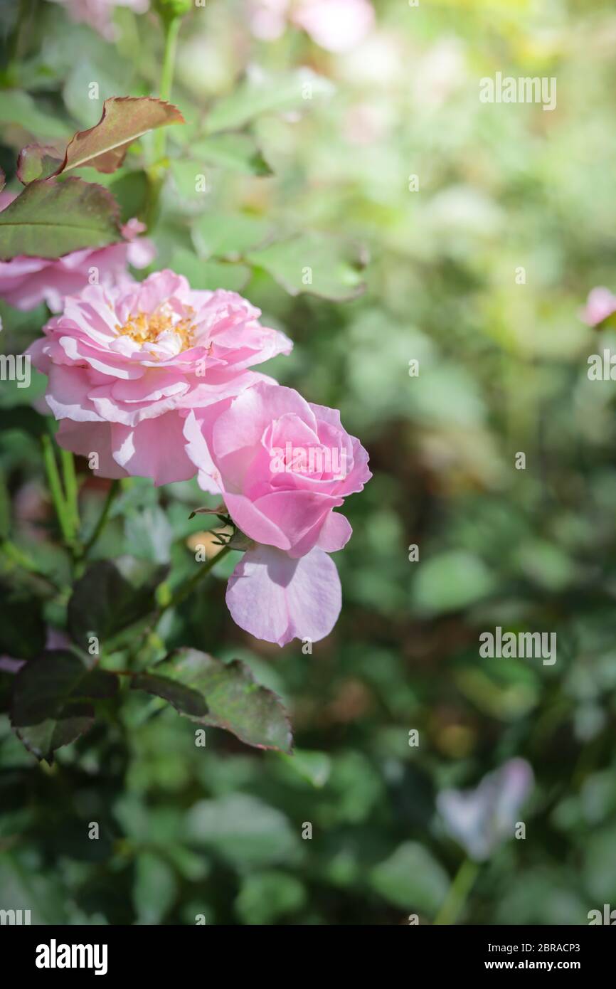 Roses in the garden, Roses are beautiful with a beautiful sunny day ...