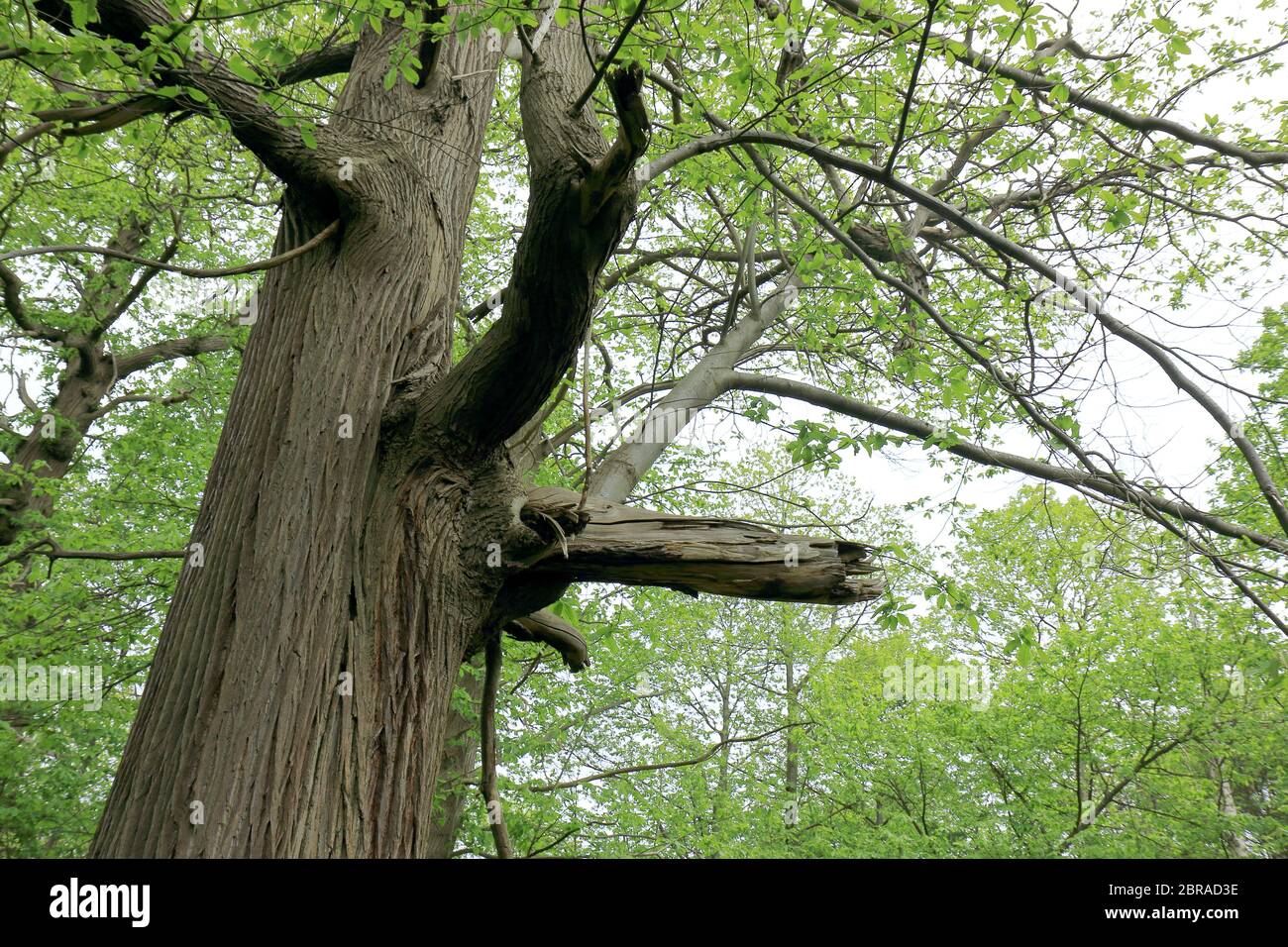 An old tree with broken branches Stock Photo - Alamy