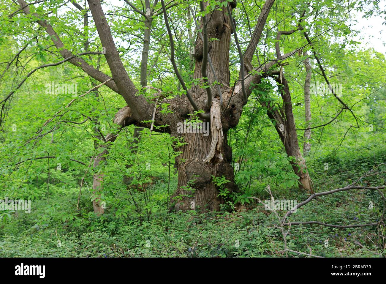 A woodland scene with an old tree with many broken branches Stock Photo ...