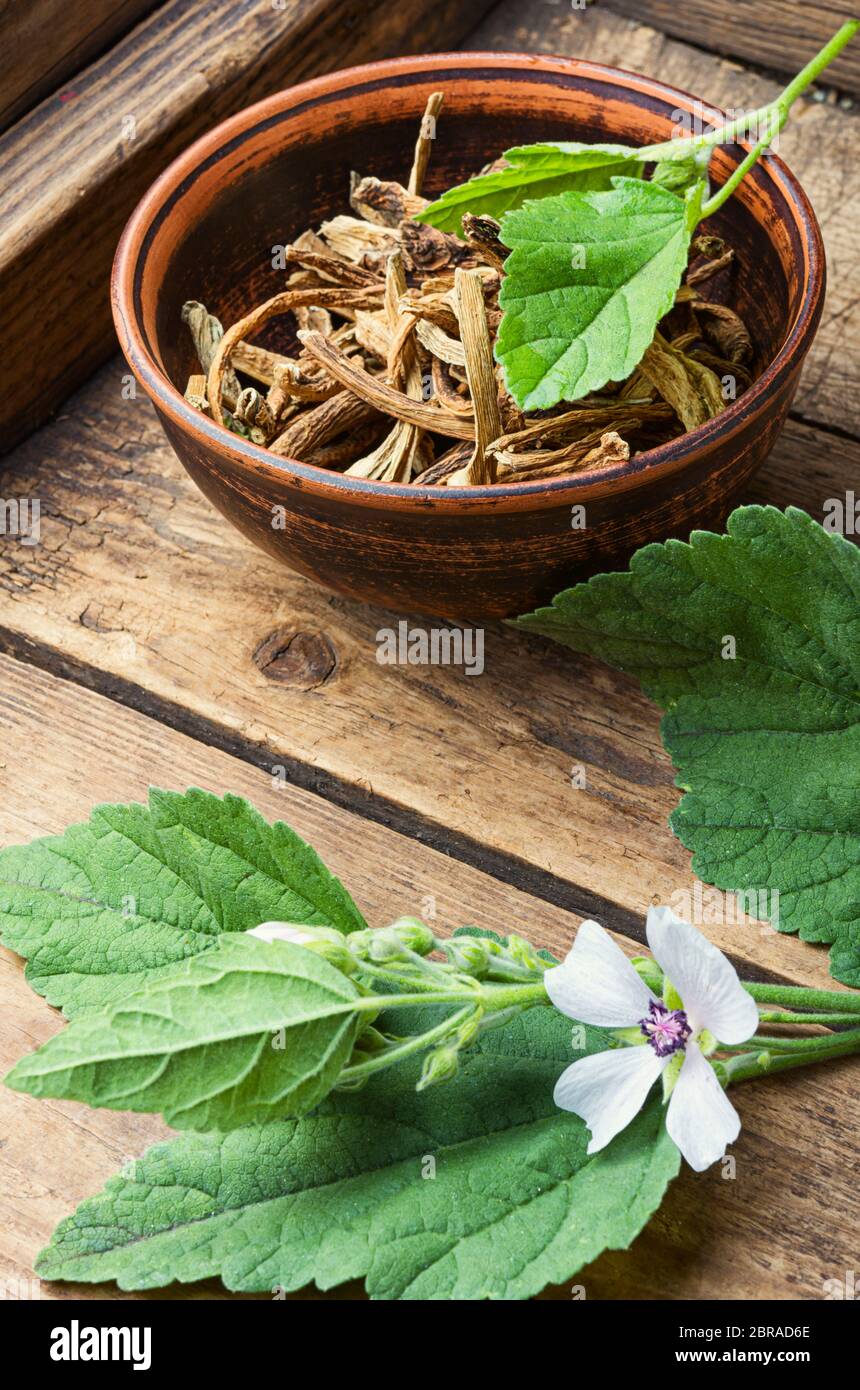 Medicinal plant althaea officinalis and dry roots althaea.Herbal ...