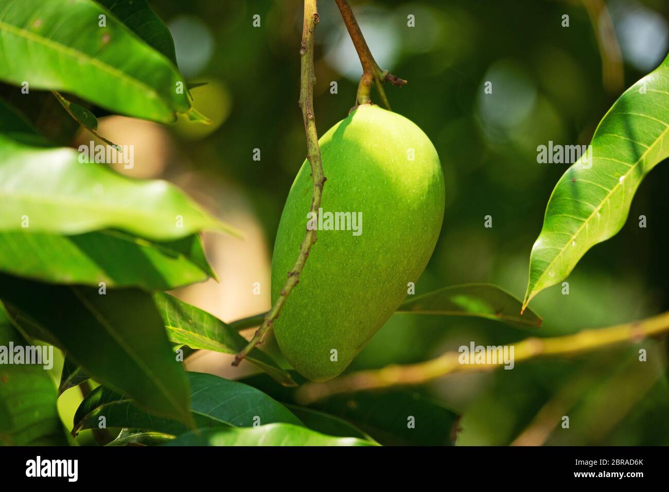 Mango Fruit Tree, close up of tropical fruit hanging on tree Stock ...
