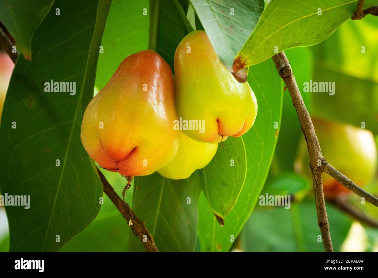 Water Apple Fruit, close up of tropical fruit hanging on tree Stock ...