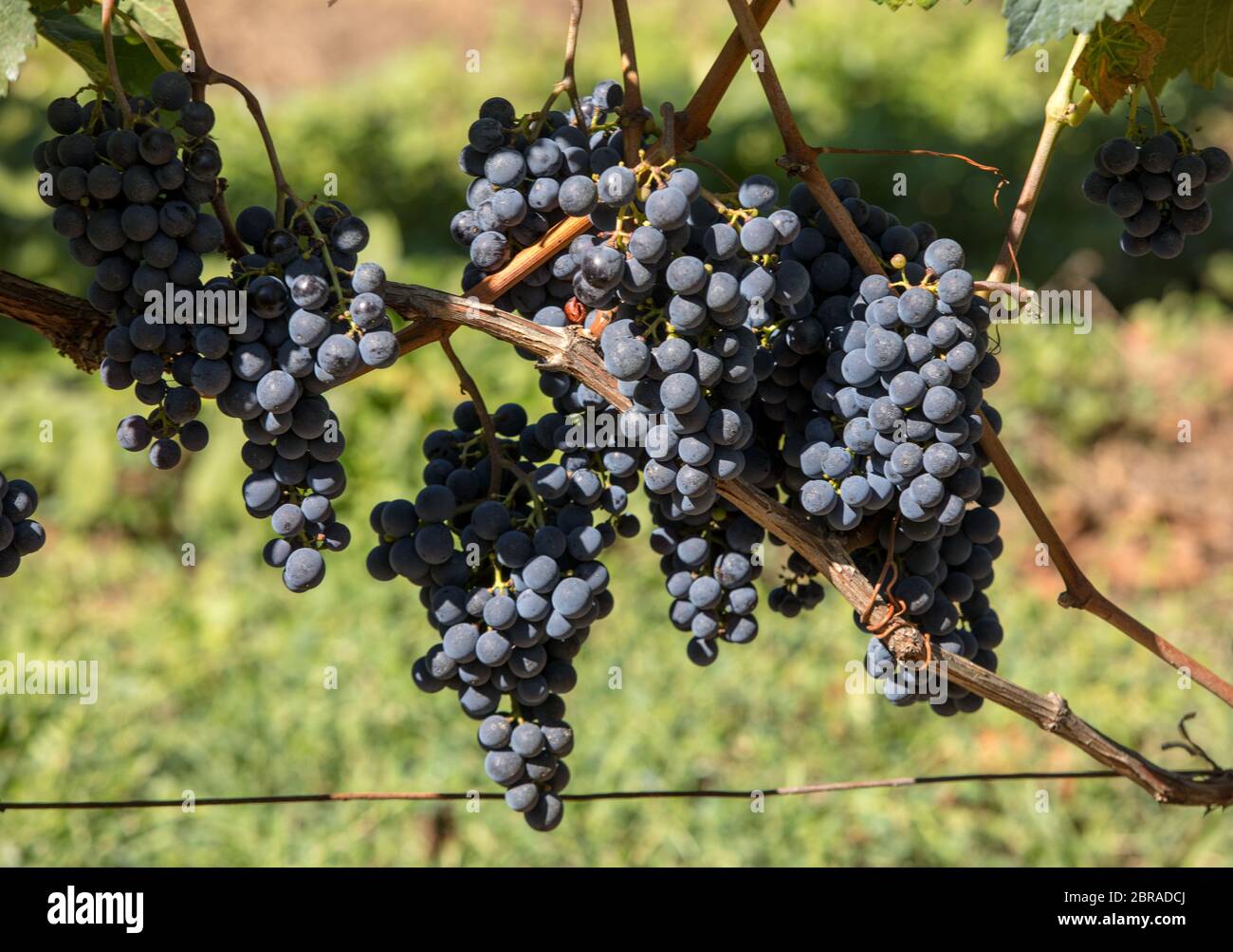 Red wine grapes ready to harvest and wine production. Saint Emilion ...