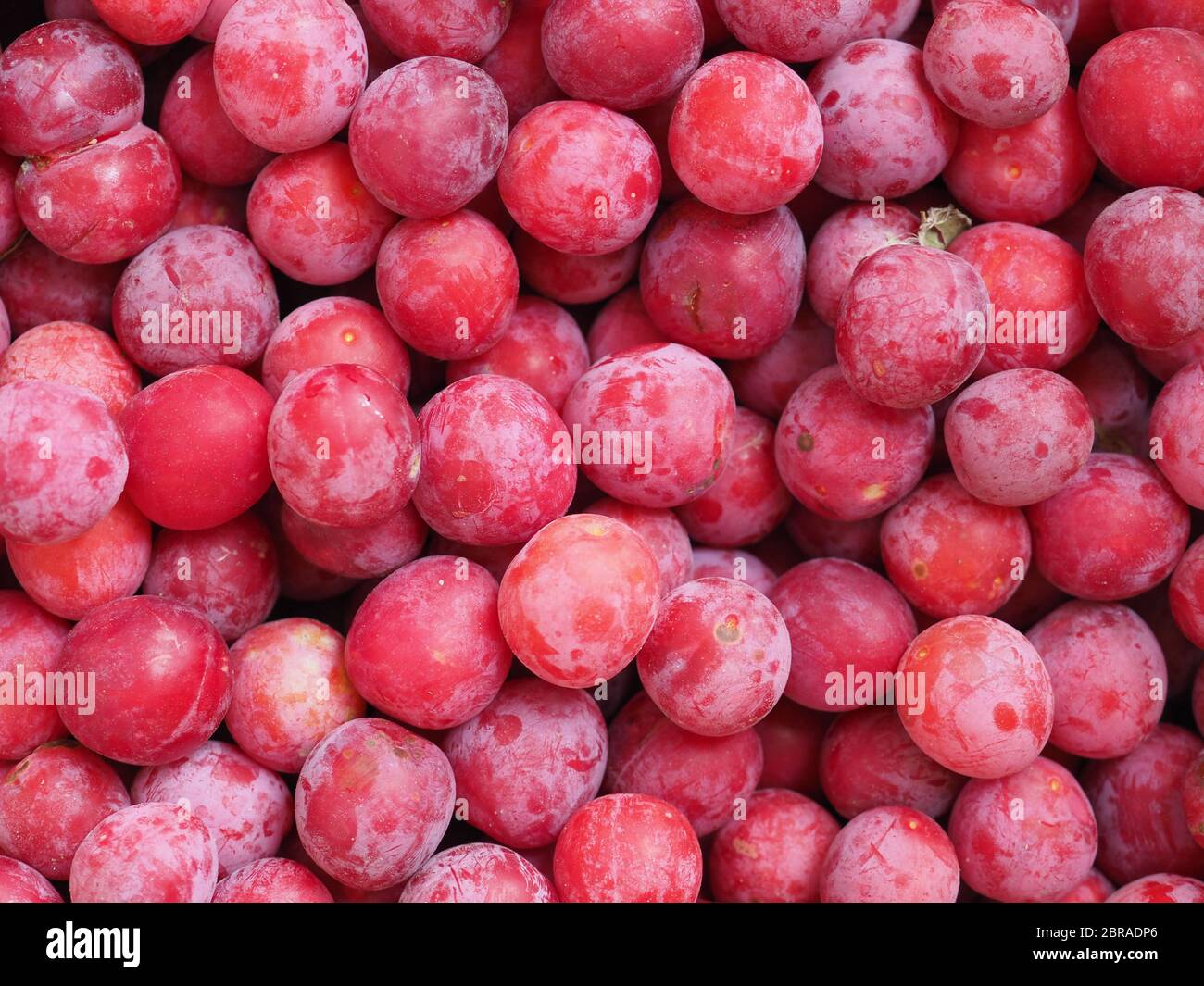 plum prune (Prunus domestica) aka European plum fruit vegetarian food ...