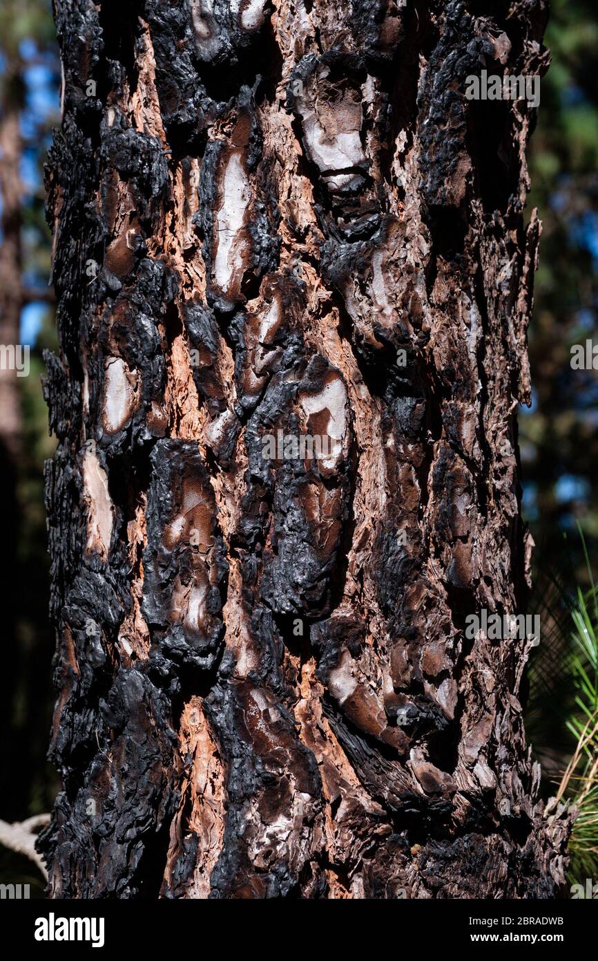 Conifer trees burned from wildfire on Tenerife island. The full series ...