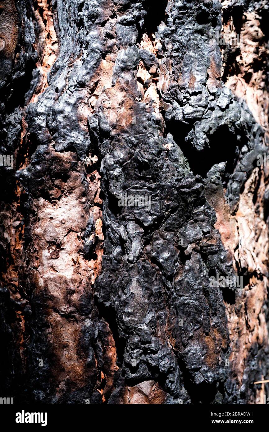 Conifer trees burned from wildfire on Tenerife island. The full series ...