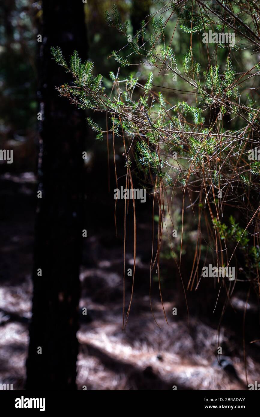 Burned conifer trees from wildfire on Tenerife island. The full series ...