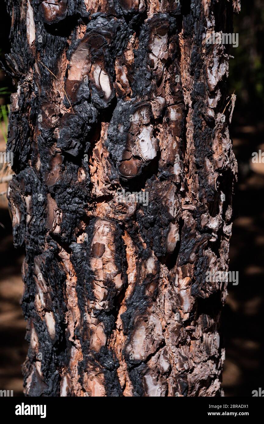 Conifer trees burned from wildfire on Tenerife island. The full series ...