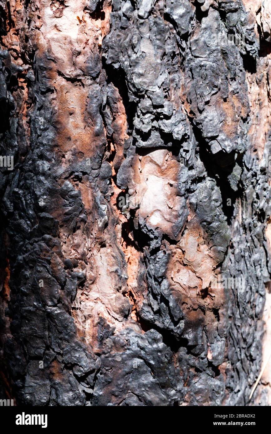 Conifer trees burned from wildfire on Tenerife island. The full series ...
