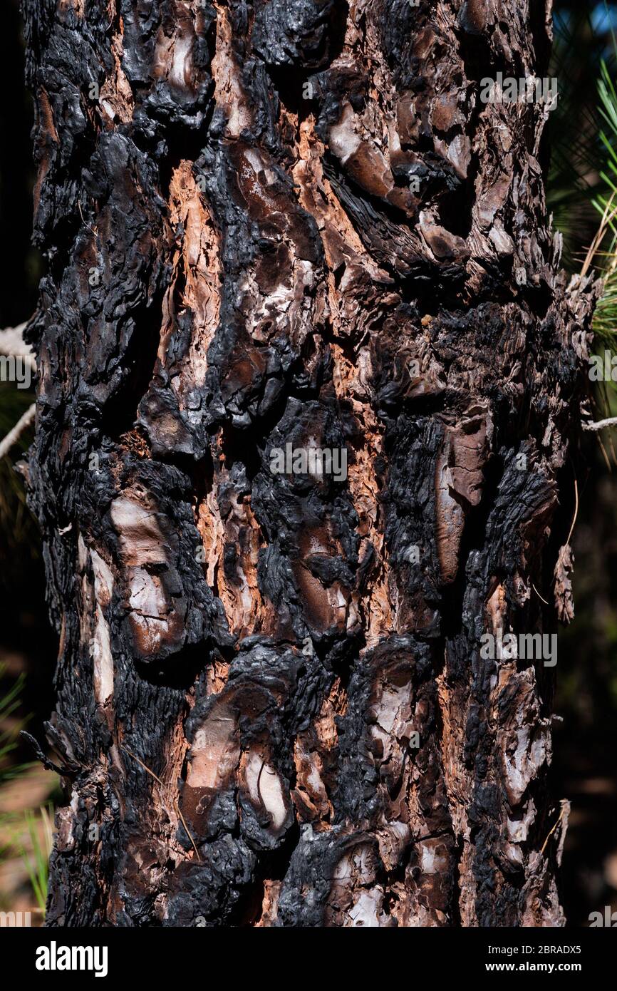 Conifer trees burned from wildfire on Tenerife island. The full series ...