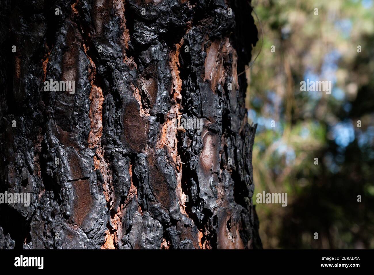 Conifer trees burned from wildfire on Tenerife island. The full series ...