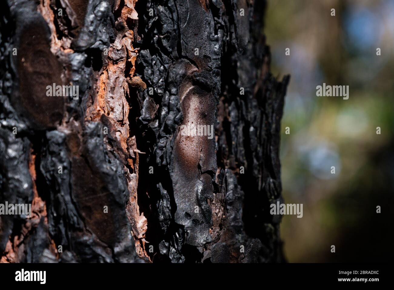 Conifer trees burned from wildfire on Tenerife island. The full series ...
