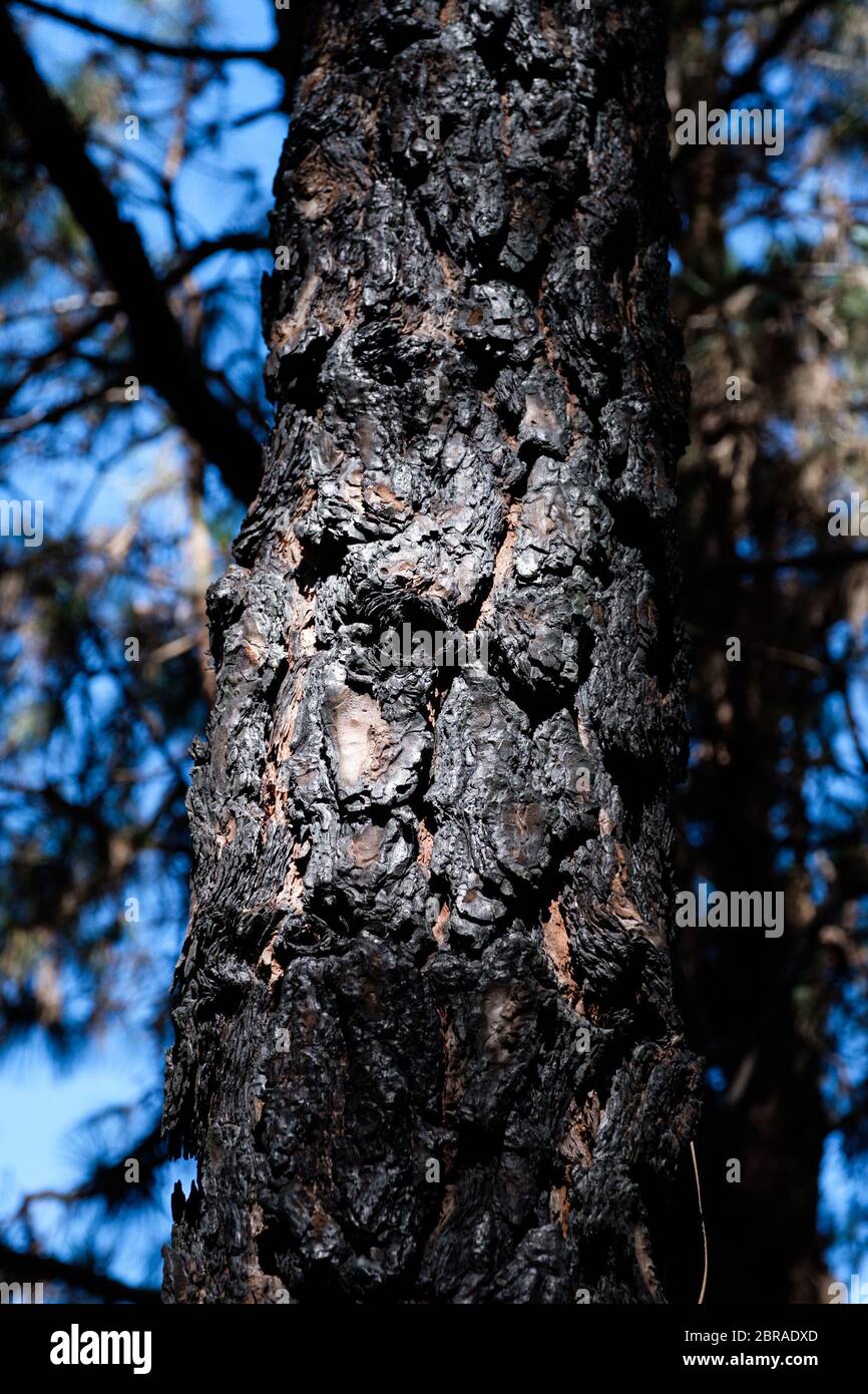 Conifer trees burned from wildfire on Tenerife island. The full series ...