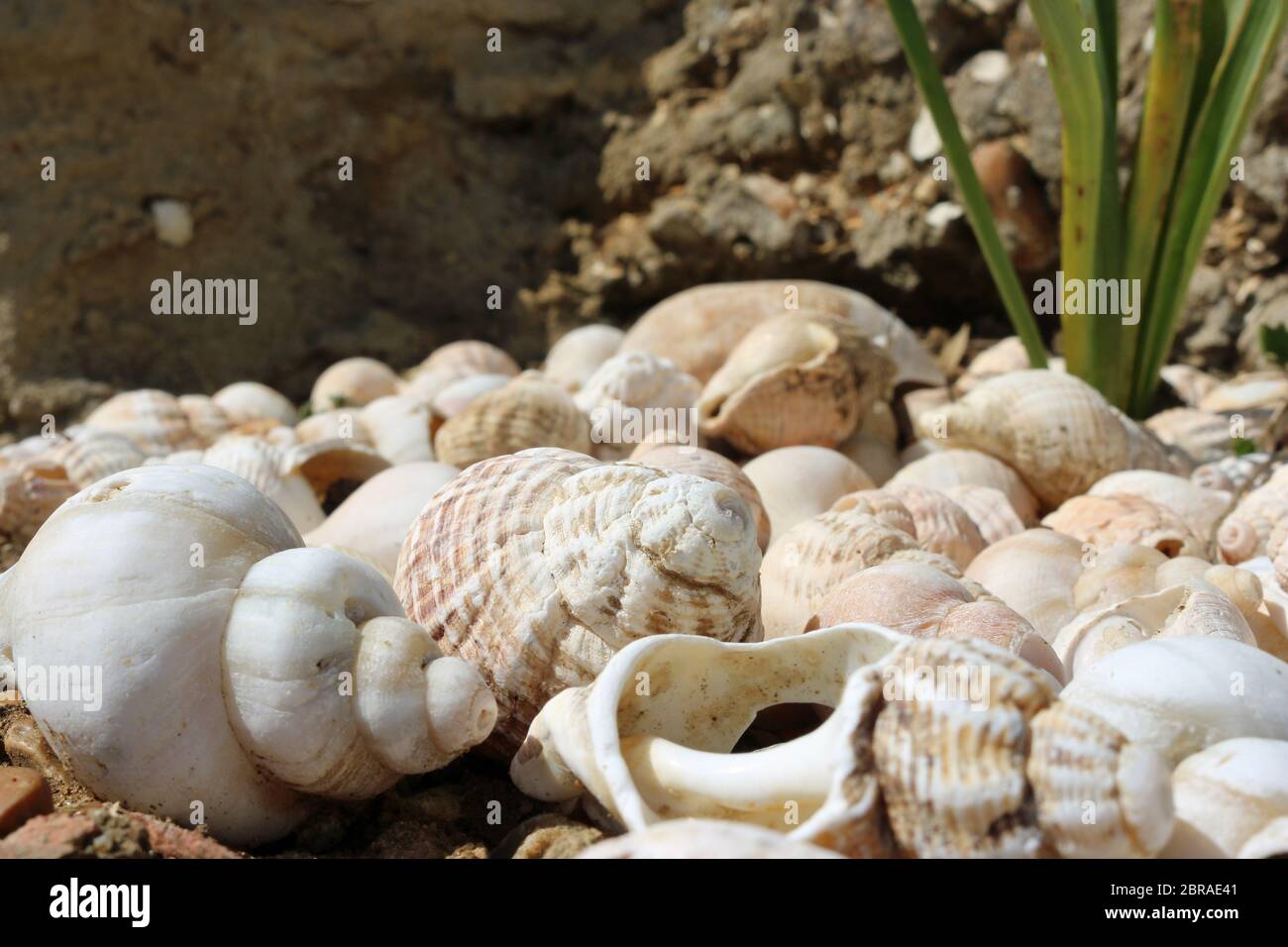 Dead whelk (Buccinum undatum) shells on a beach worn, broken and eroded ...