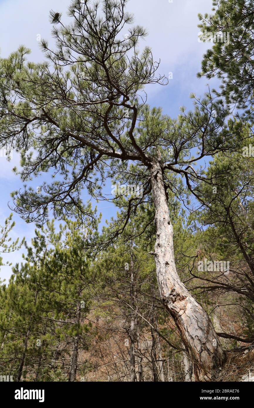 Pinus nigra, Austrian Pine, Black Pine. Wild plant shot in the spring ...