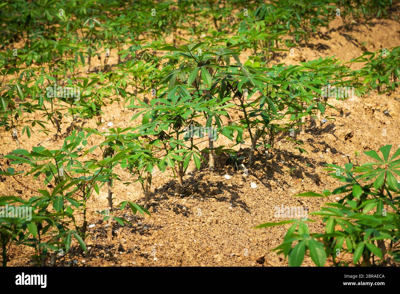 Cassava Agriculture, landscape with rows of crop Stock Photo - Alamy